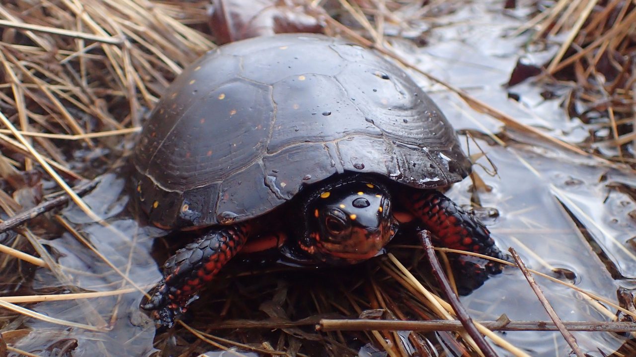 Spotting Spotted Turtles in West Virginia - WVDNR