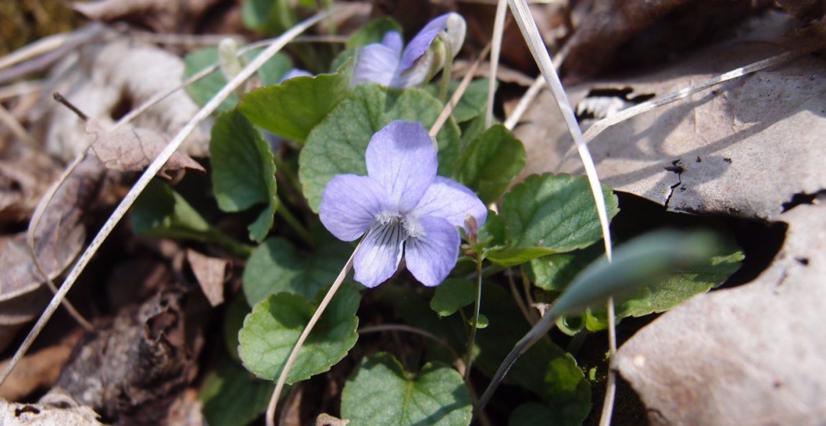 Field Report: DNR Ecologists Discover Violet Species New to WV - WVDNR