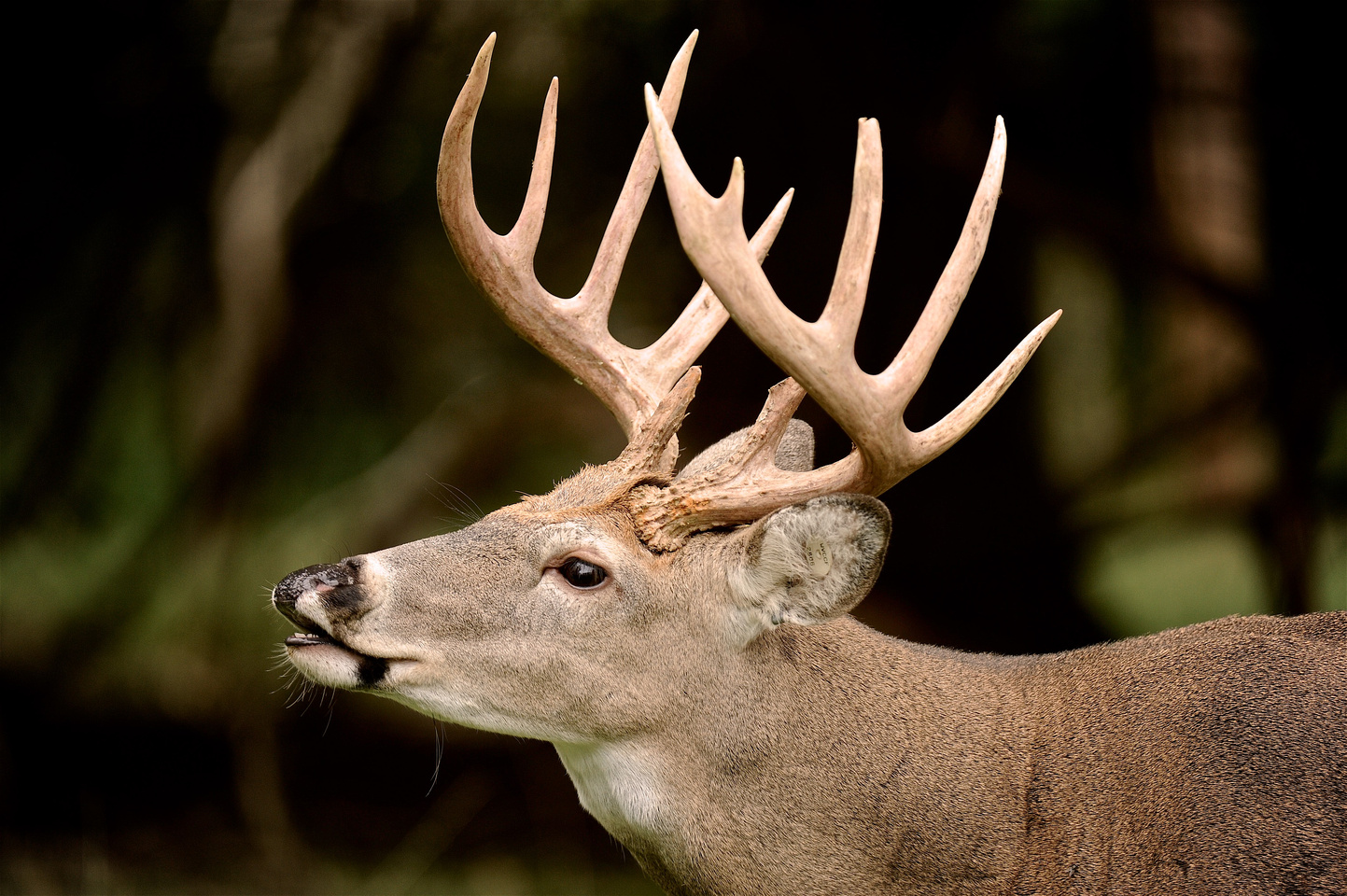 Get ready for buck firearms season. It'll be here before you know it ...