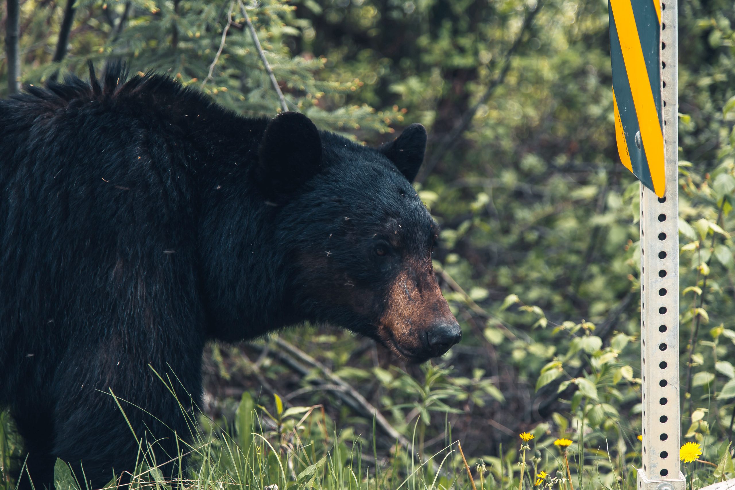 BearWise tips for avoiding nuisance bears - WVDNR