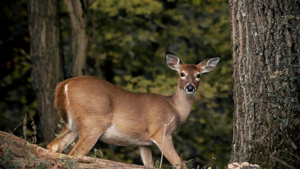 Special urban deer archery season opens Sept. 9 - WVDNR