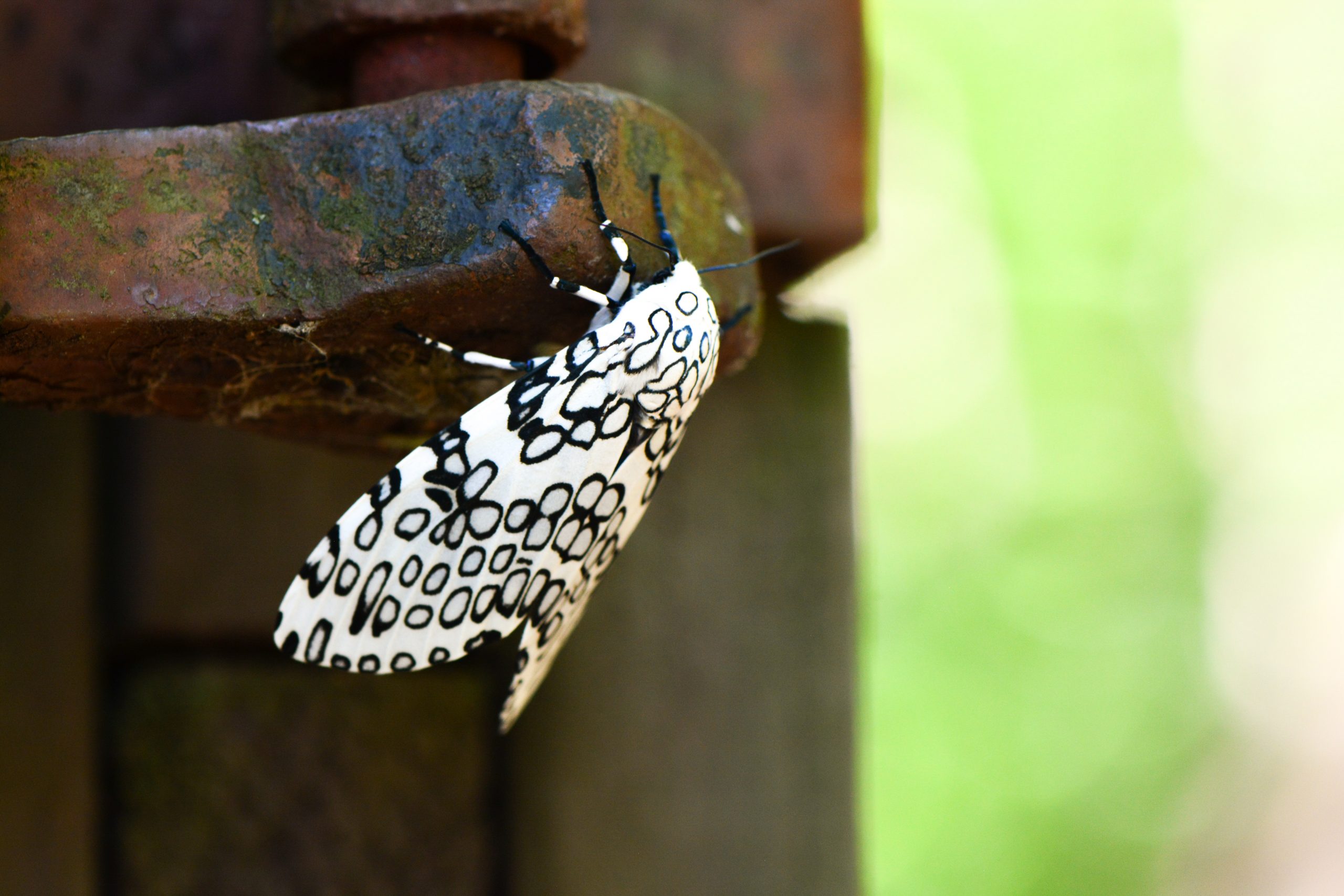 WVDNR biologists researching state's moth population - WVDNR