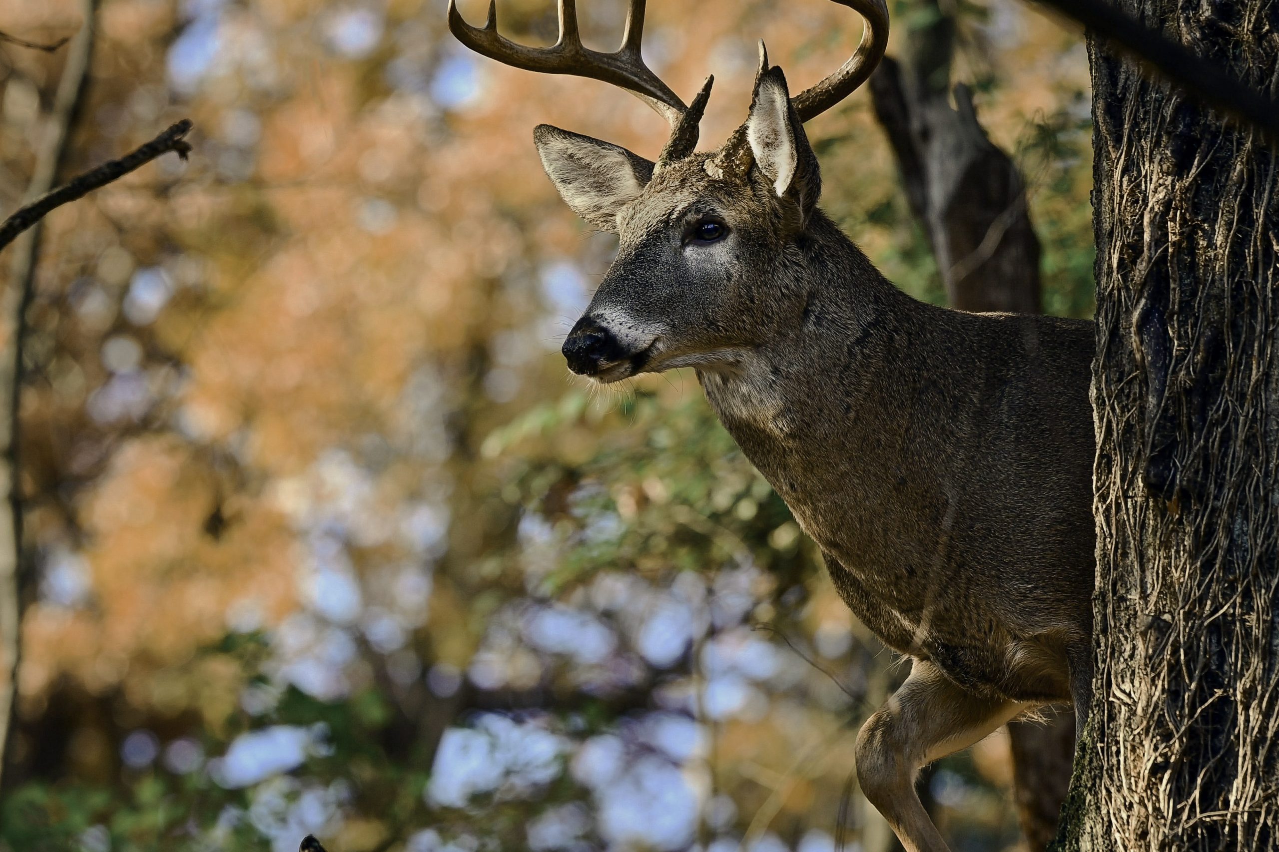 Get ready for buck firearms season. It'll be here before you know it ...