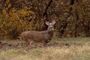 Big Game - WVDNR