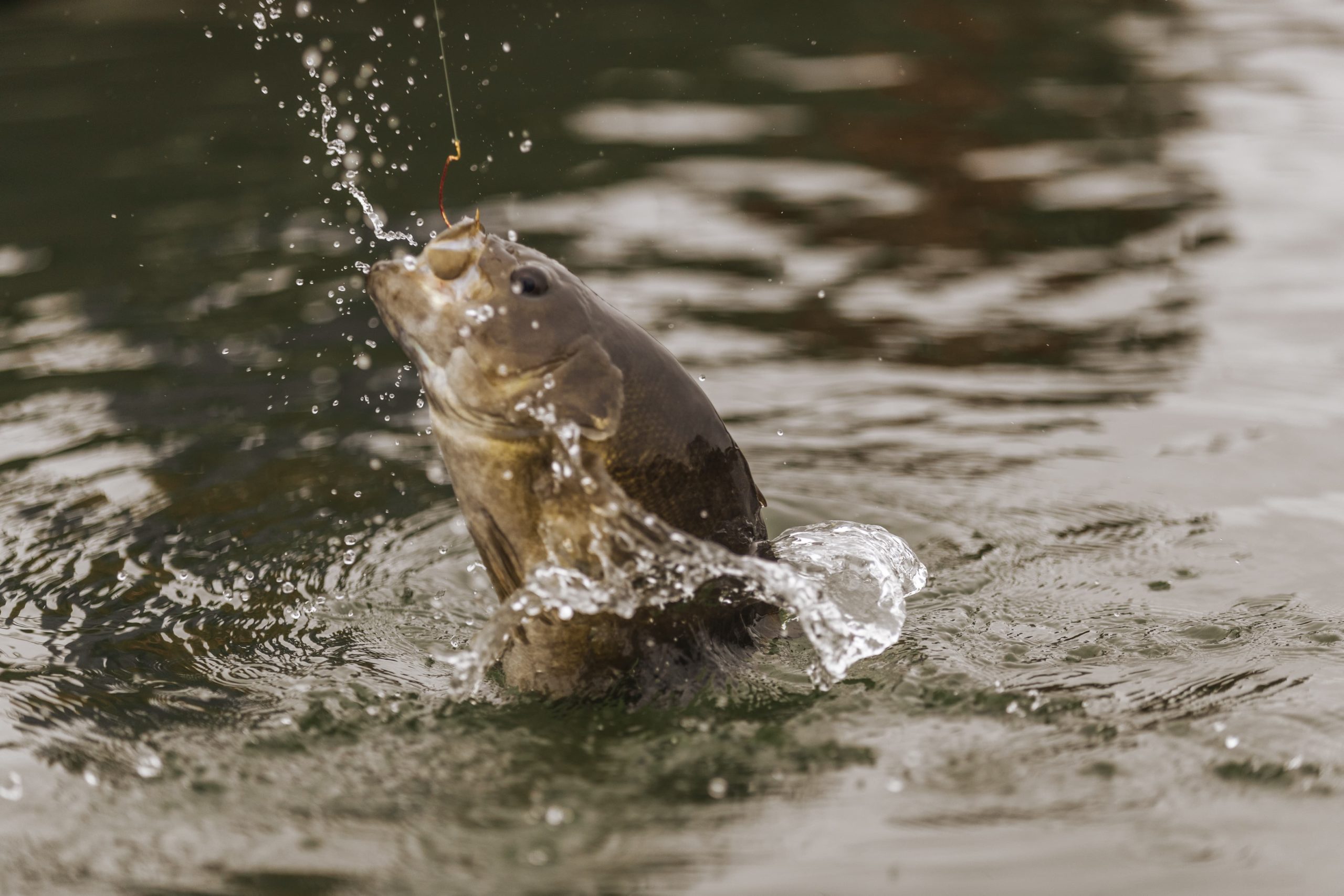 Intro to basic and advanced fishing techniques - WVDNR