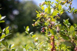 West Virginia Plants & Fungi - WVDNR