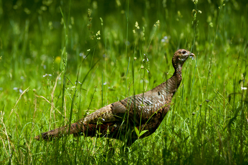 Tips for Observing West Virginia Wildlife - WVDNR