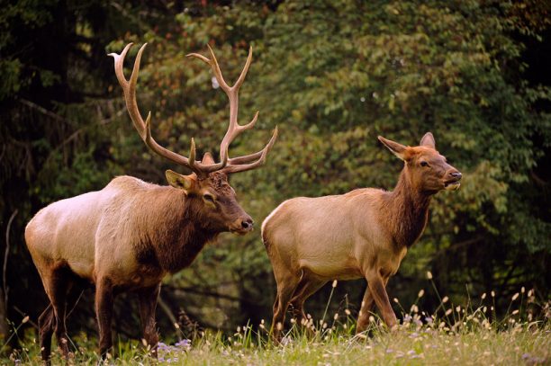 West Virginia Plants & Animals - WVDNR