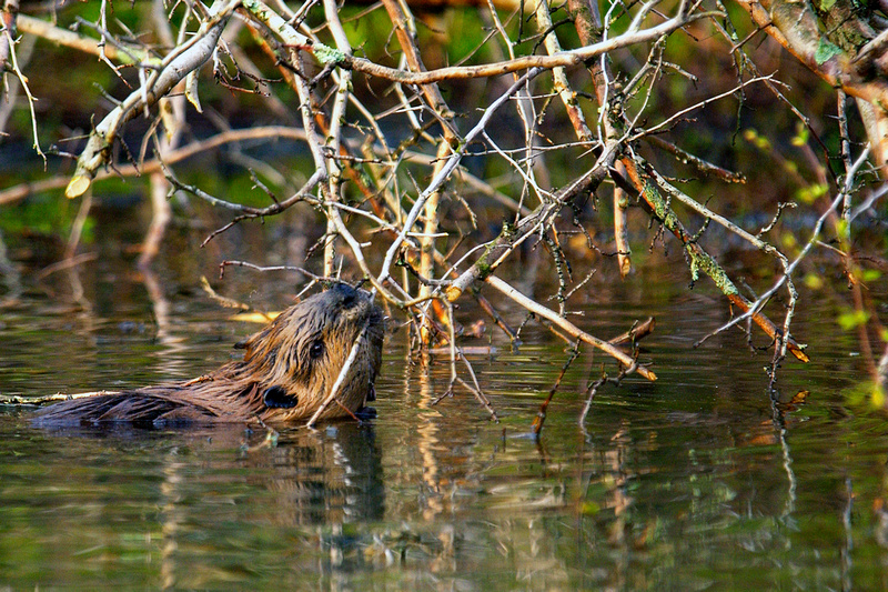 Tips for Observing West Virginia Wildlife - WVDNR