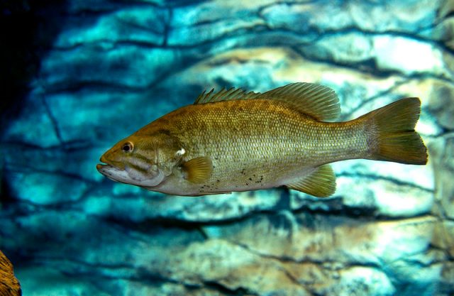 Sportfish in West Virginia - WVDNR