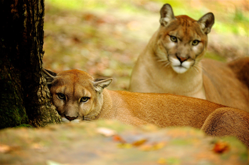 WVDNR Helpful Resources: Wildlife Watching, Water Recreation