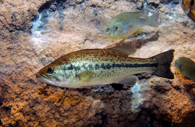 Sportfish in West Virginia - WVDNR