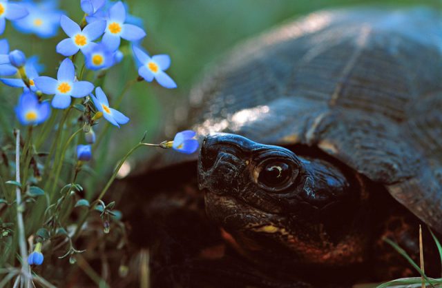 West Virginia Wildlife Center - WVDNR