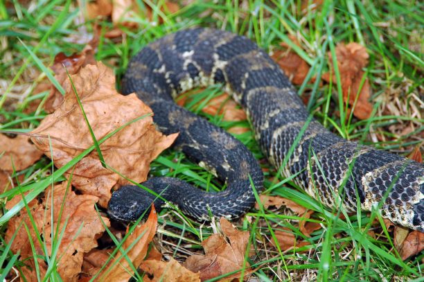 WVDNR Helpful Resources: Wildlife Watching, Water Recreation