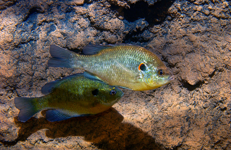 Sportfish in West Virginia - WVDNR