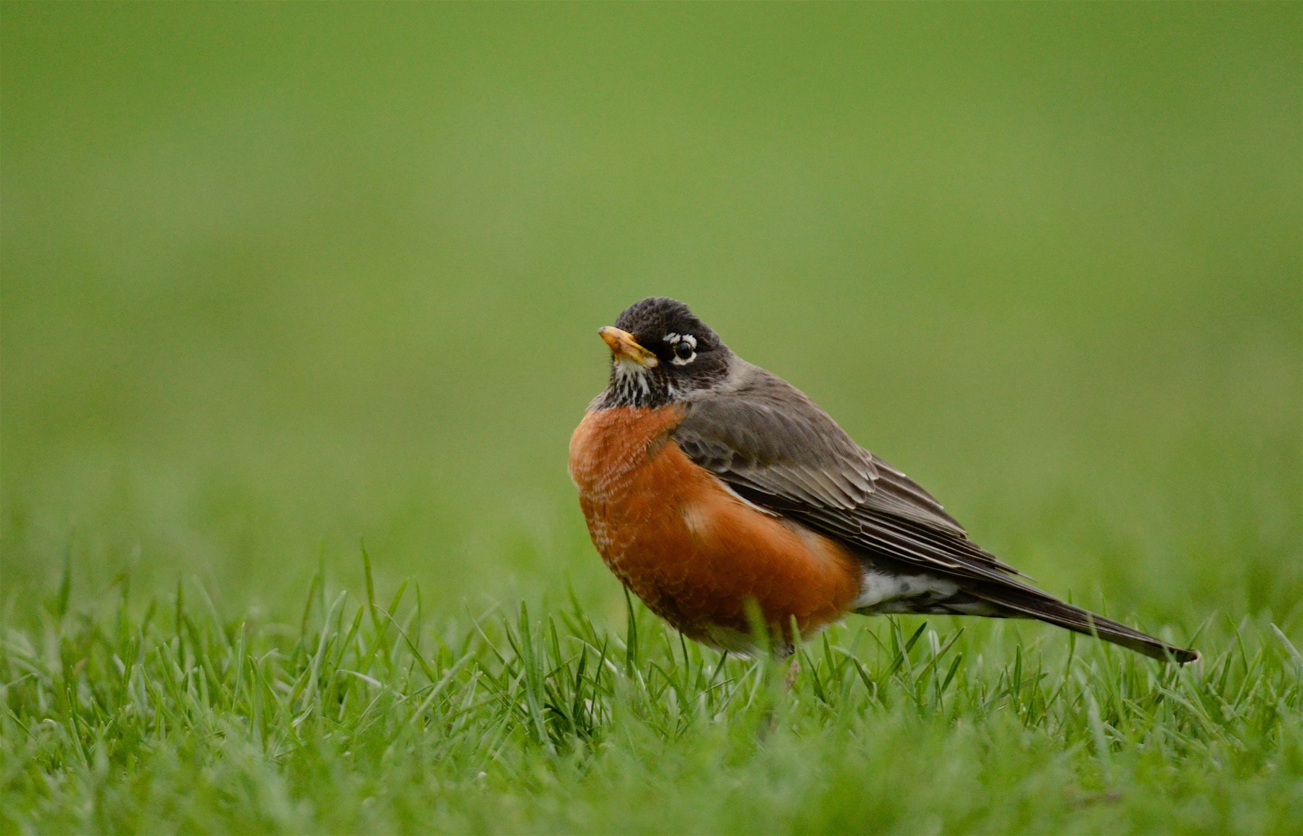 American Robin in West Virginia - WVDNR