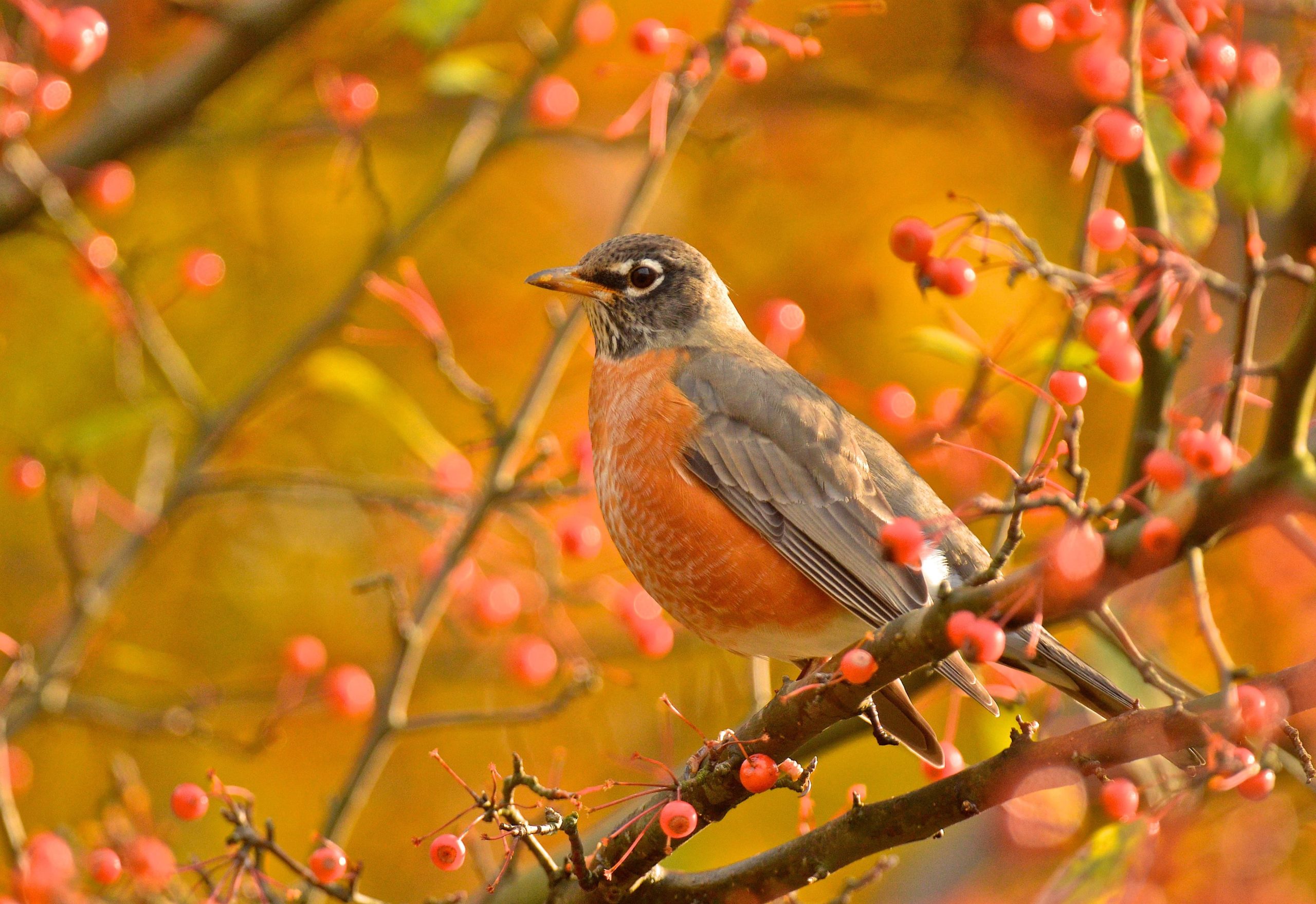 American Robin in West Virginia - WVDNR