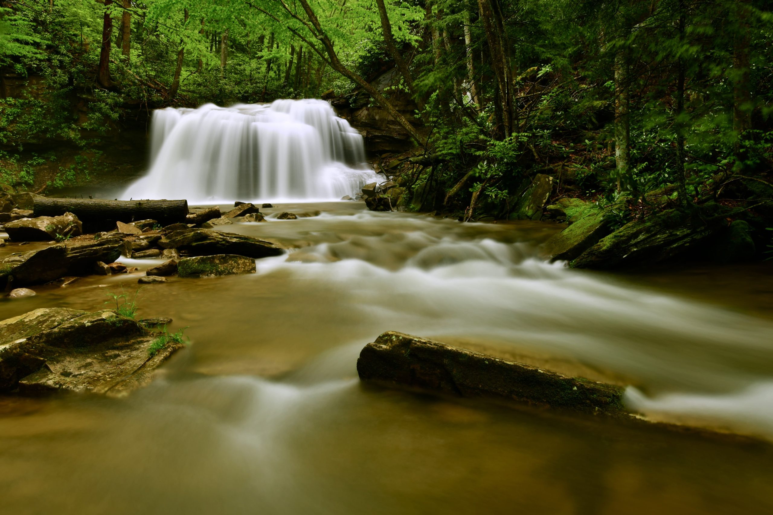 Brook Trout in West Virginia - WVDNR