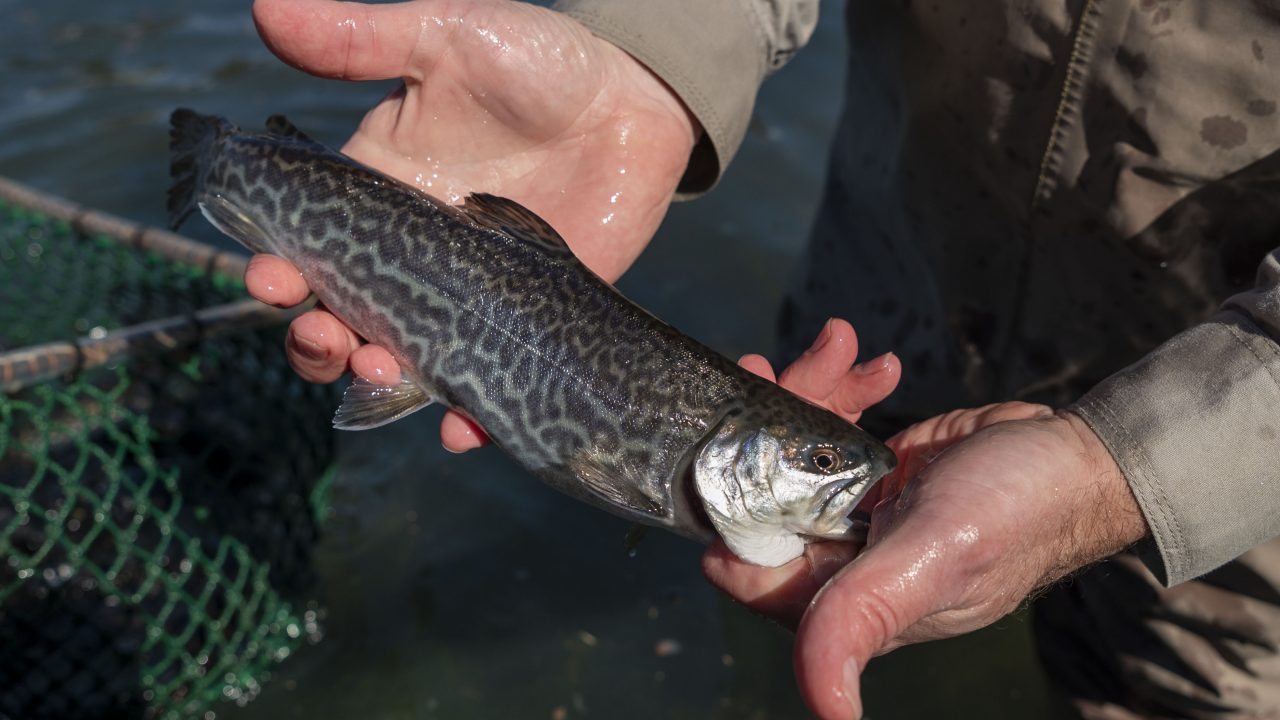 WVDNR stocking trophy tiger trout in April and May - WVDNR