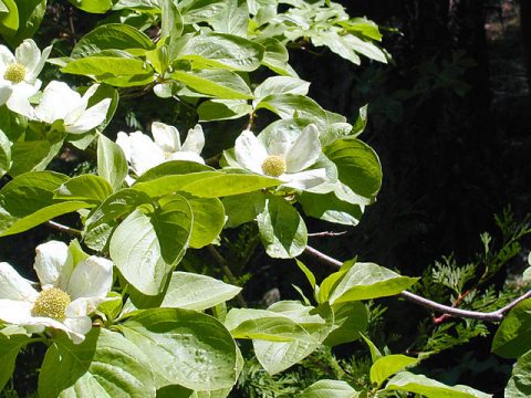 West Virginia Plants & Fungi - WVDNR