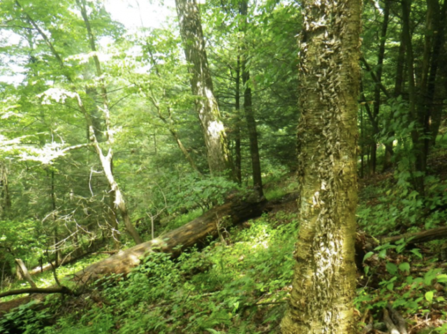 West Virginia Plants & Fungi - WVDNR