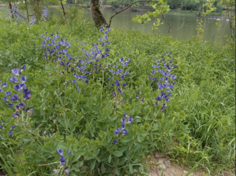 West Virginia Plants & Fungi - WVDNR