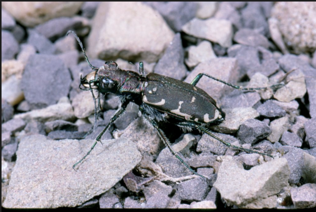 Riverscour Prairies - WVDNR