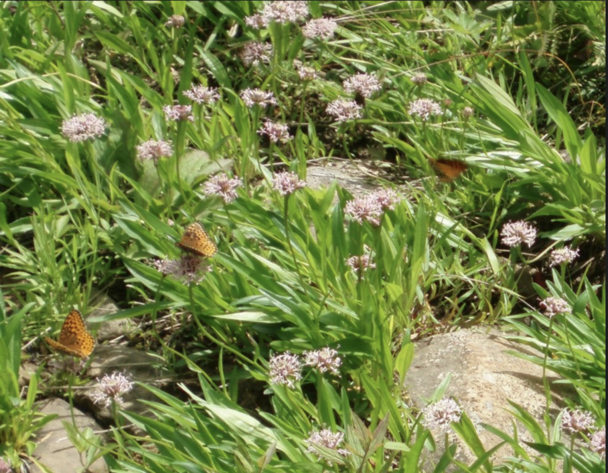 Riverscour Prairies - WVDNR