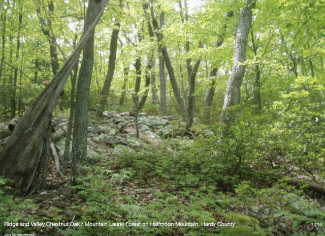 Oak / Heath Forest - WVDNR