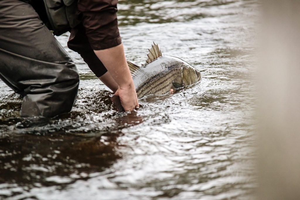 Warm weather, migration patterns create optimal conditions for hybrid ...