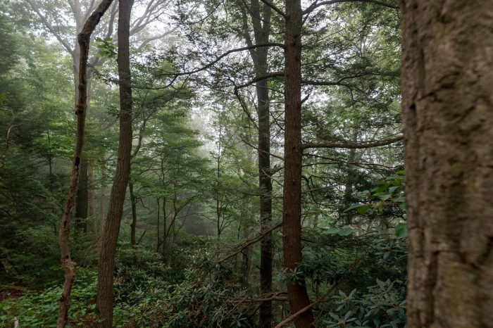 Class Q Hunting - WVDNR