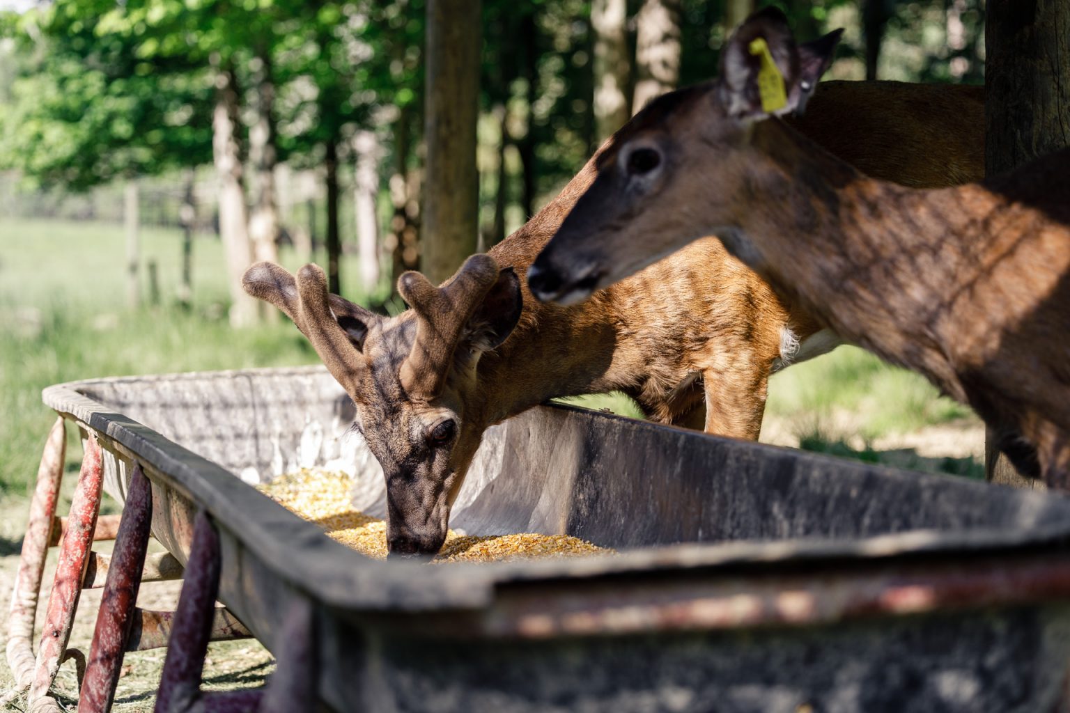 New West Virginia Wildlife Center biologist ready for busy summer - WVDNR