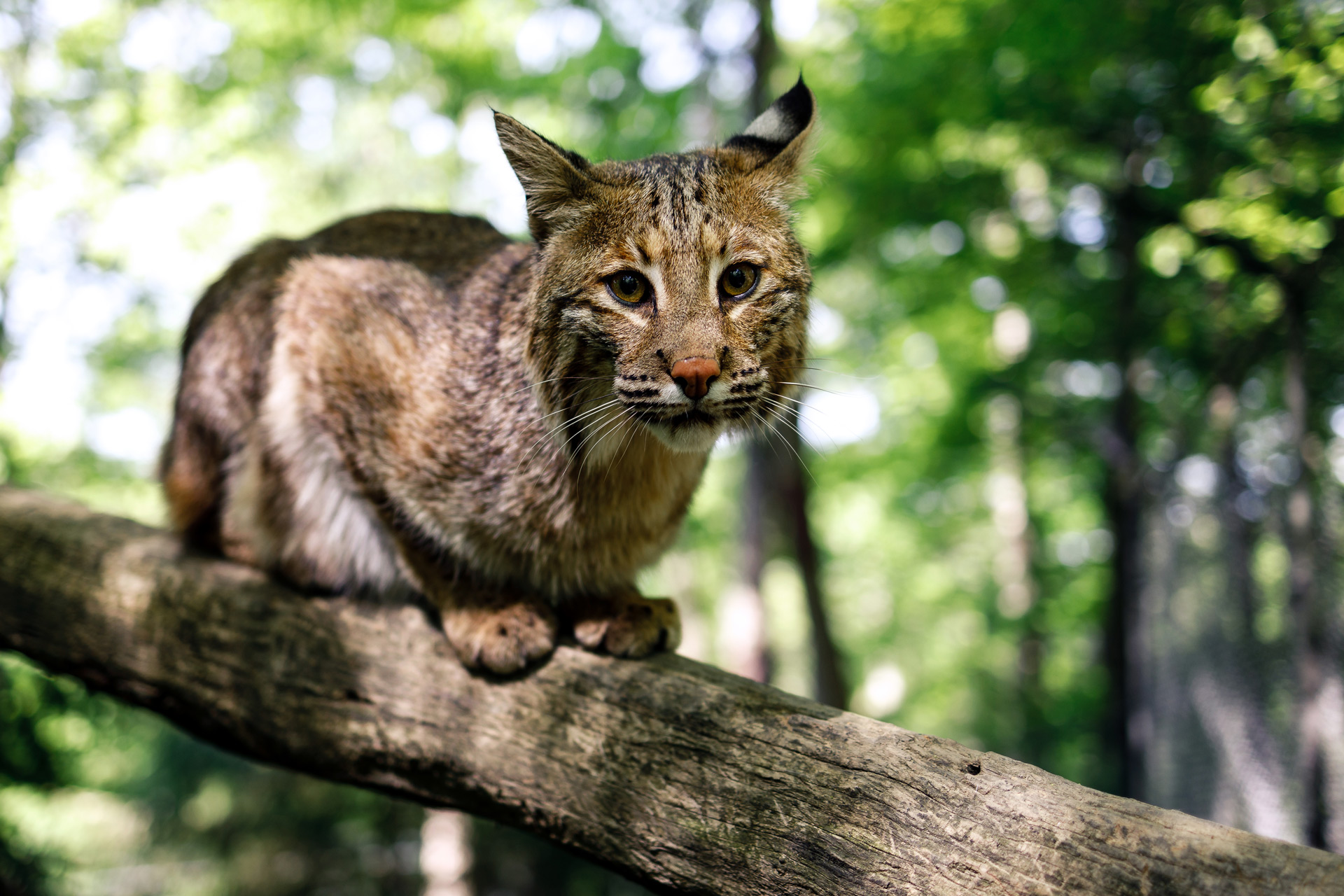 New West Virginia Wildlife Center biologist ready for busy summer - WVDNR