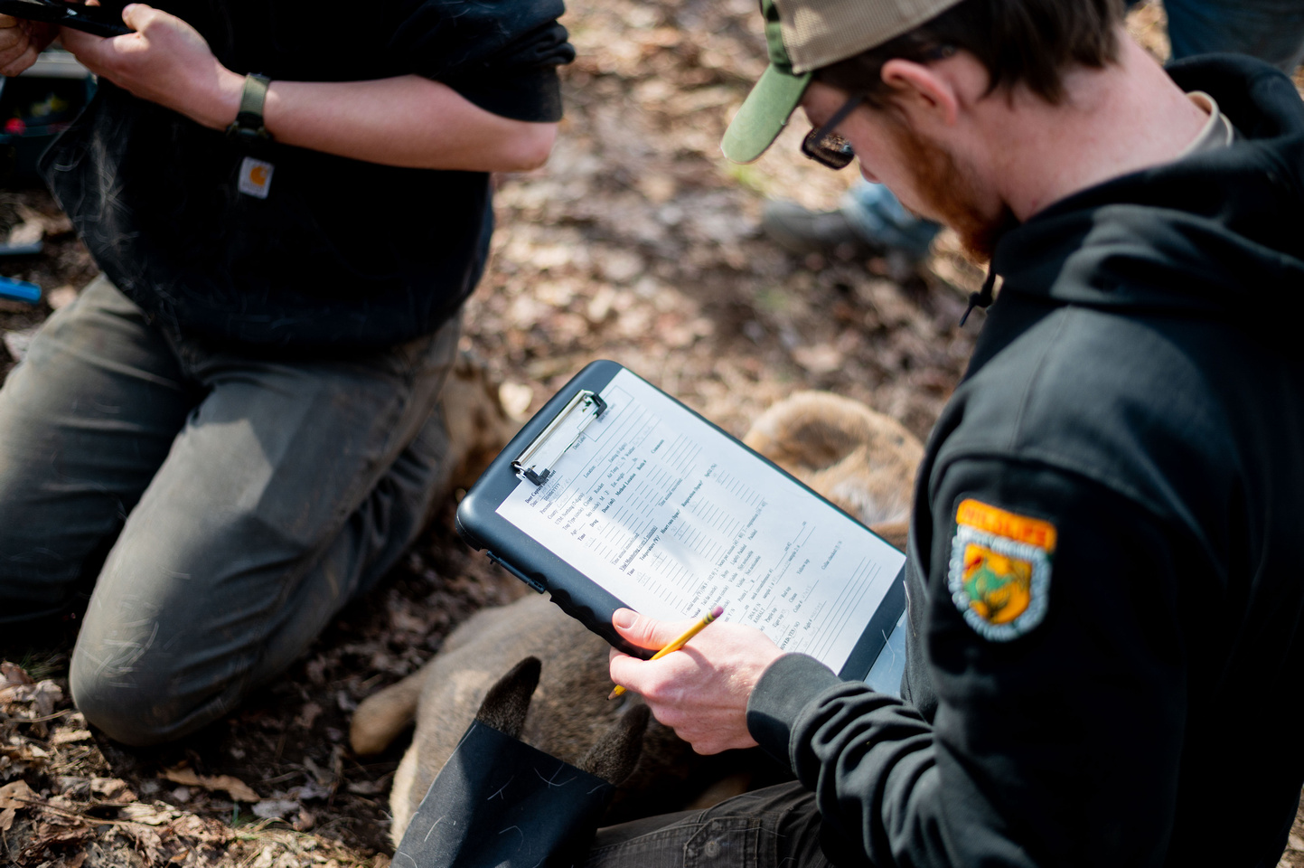 WVDNR studying deer population around state - WVDNR