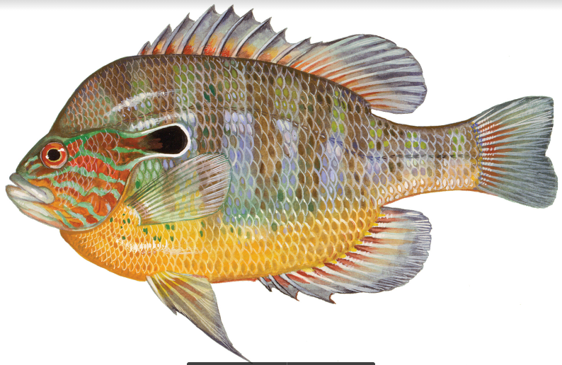 Sportfish in West Virginia - WVDNR