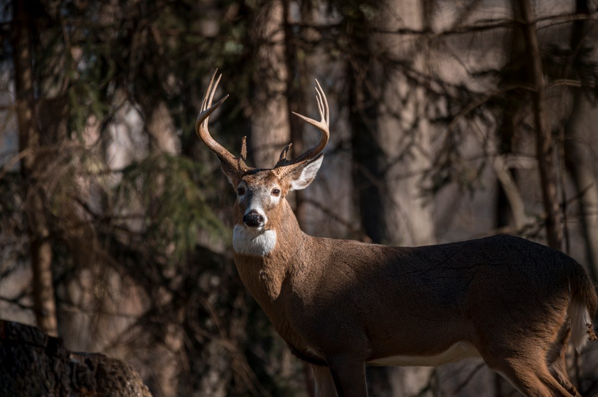 Big Buck Photo Contest - WVDNR