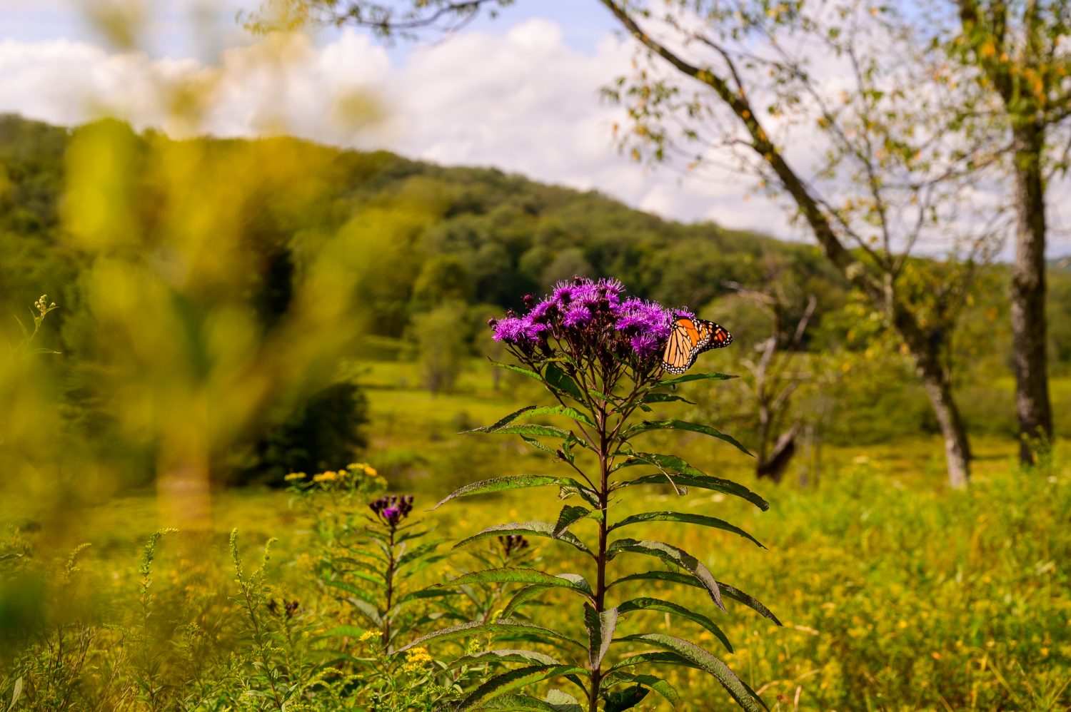 What you can do to help West Virginia's official butterfly - WVDNR