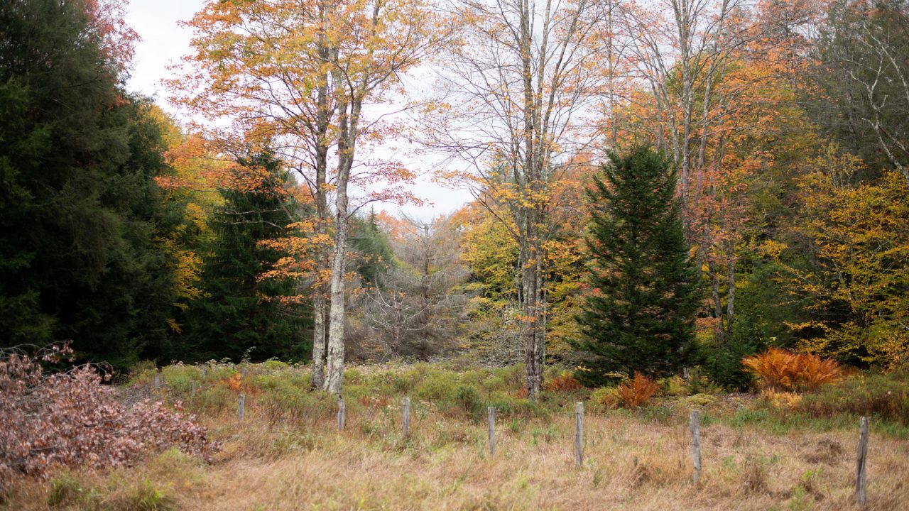 WVDNR highlights habitat and stream restoration project in Monongahela ...
