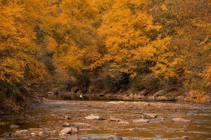 Fall Monster Trout Stockings - WVDNR
