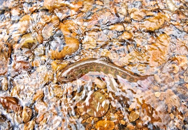 Fall Monster Trout Stockings - West Virginia Division of Natural ...