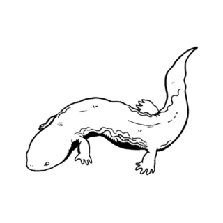 Hellbender and Mudpuppy Survey - WVDNR