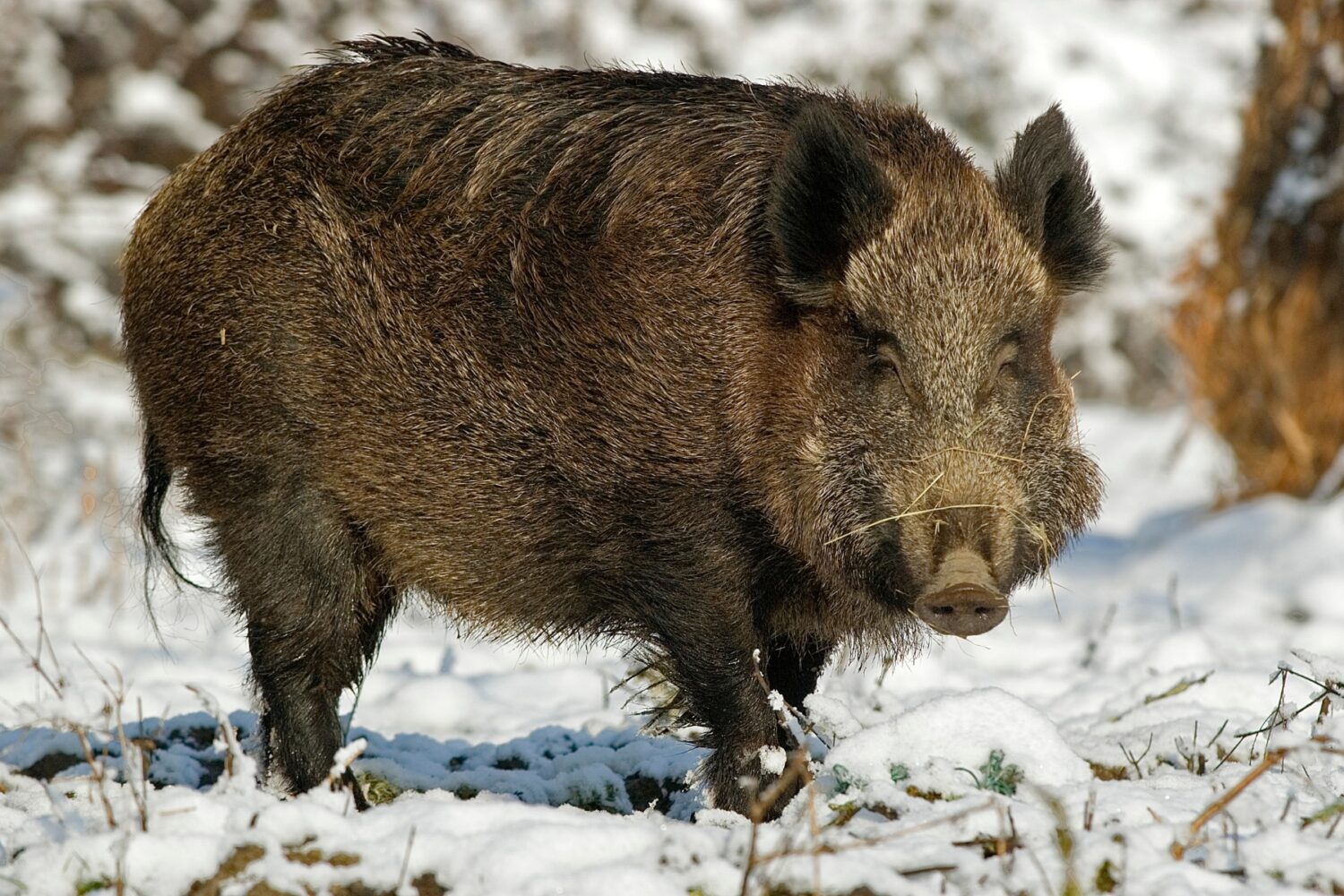 Final split of WV wild boar archery/firearms season opens Feb. 3 - WVDNR