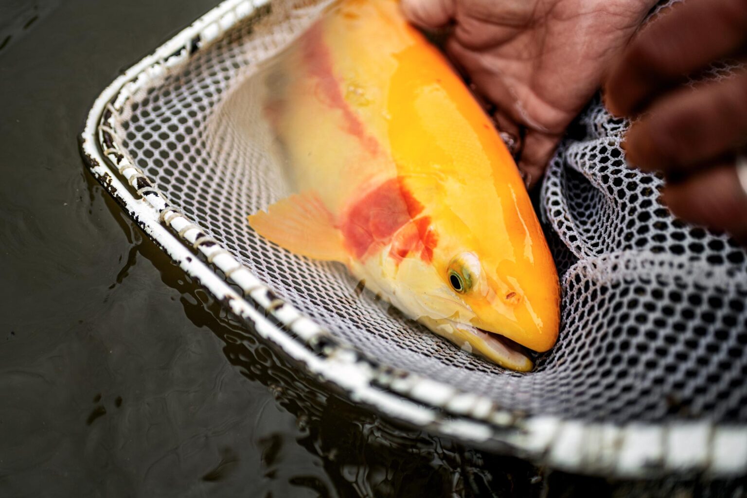 West Virginia Gold Rush 2025 Guide - WVDNR