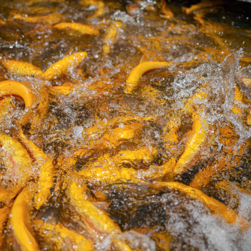 Explore West Virginia Outdoors: Hunting, Fishing, Wildlife & Parks - WVDNR