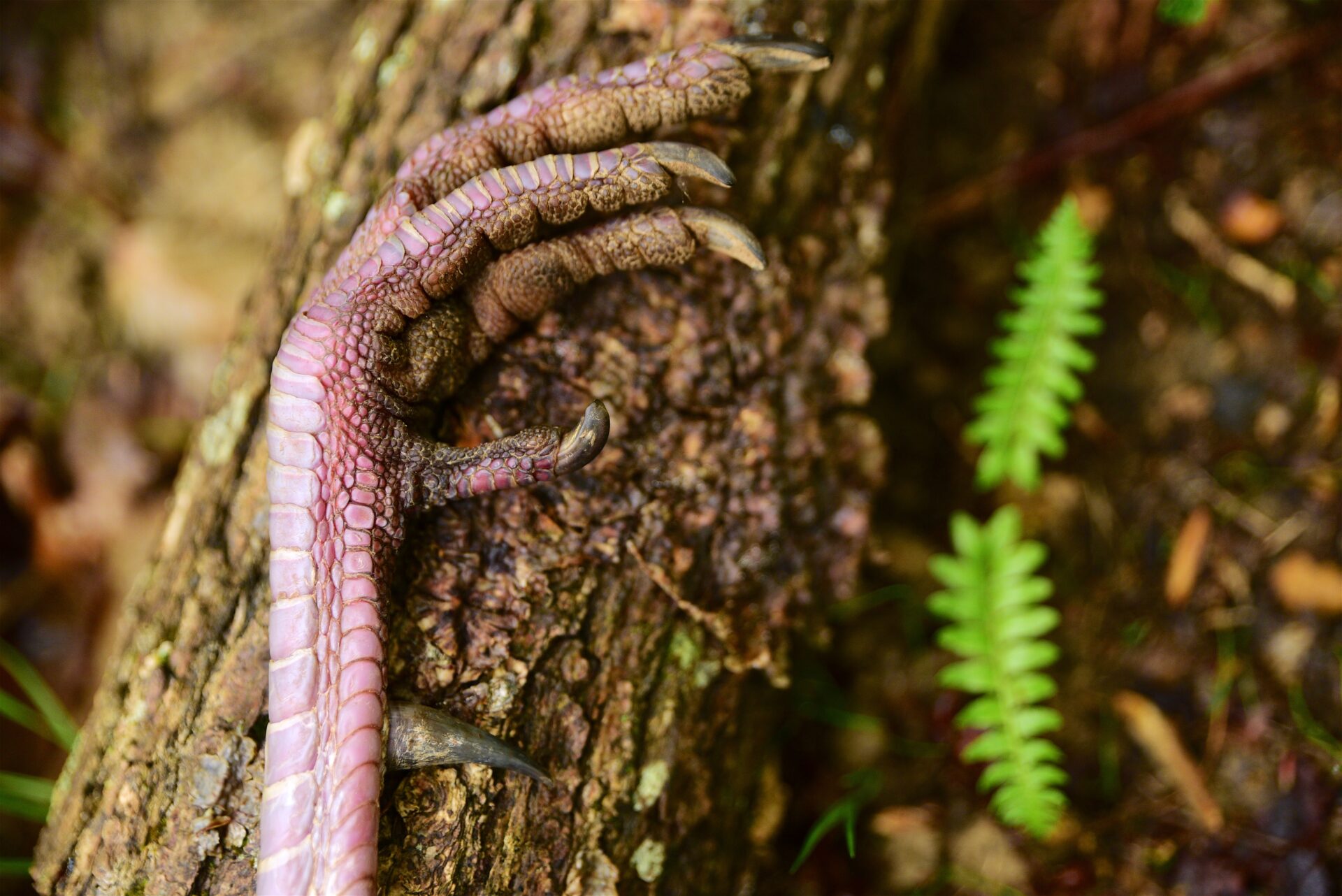 Your guide to spring turkey season in West Virginia