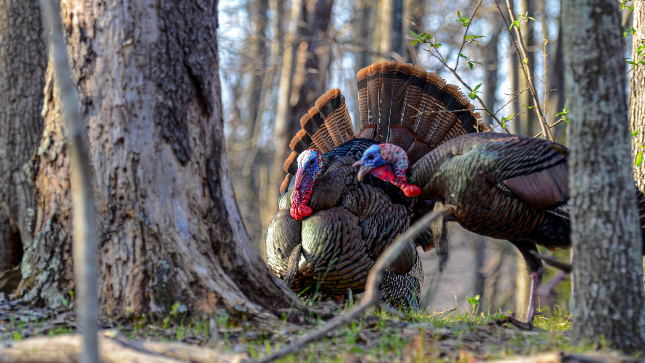 Your guide to spring turkey season in West Virginia