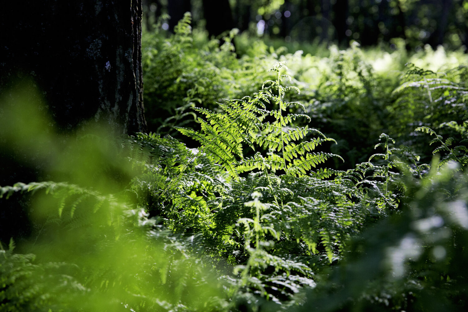 Nature Wonder Weekend - WVDNR