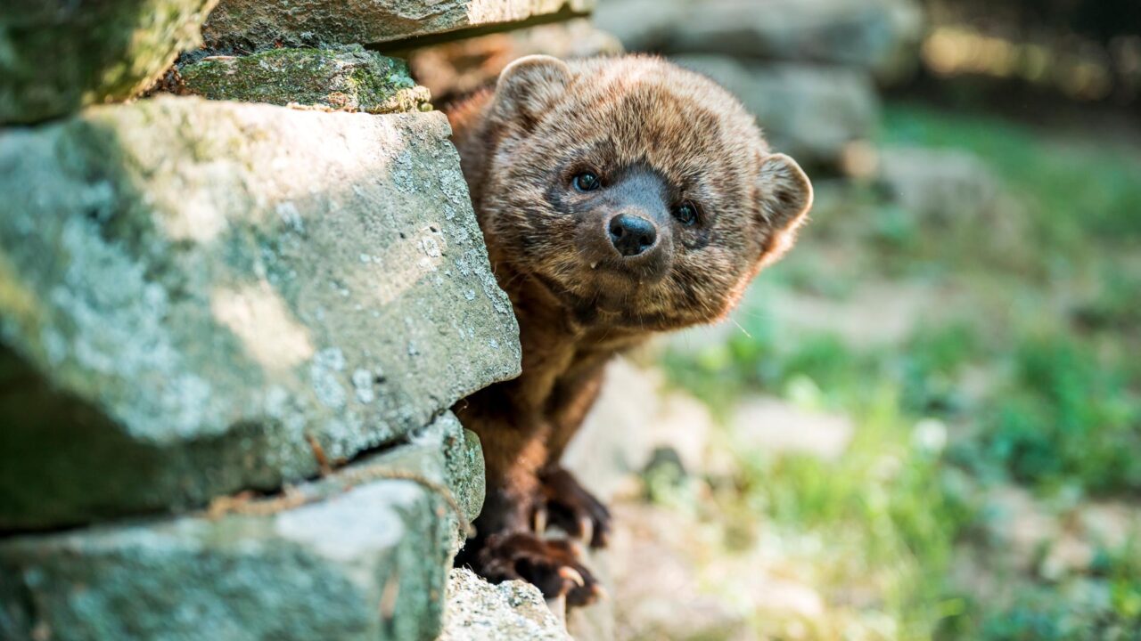 WV State Wildlife Center turns 100! Celebrate Sept. 16. - WVDNR