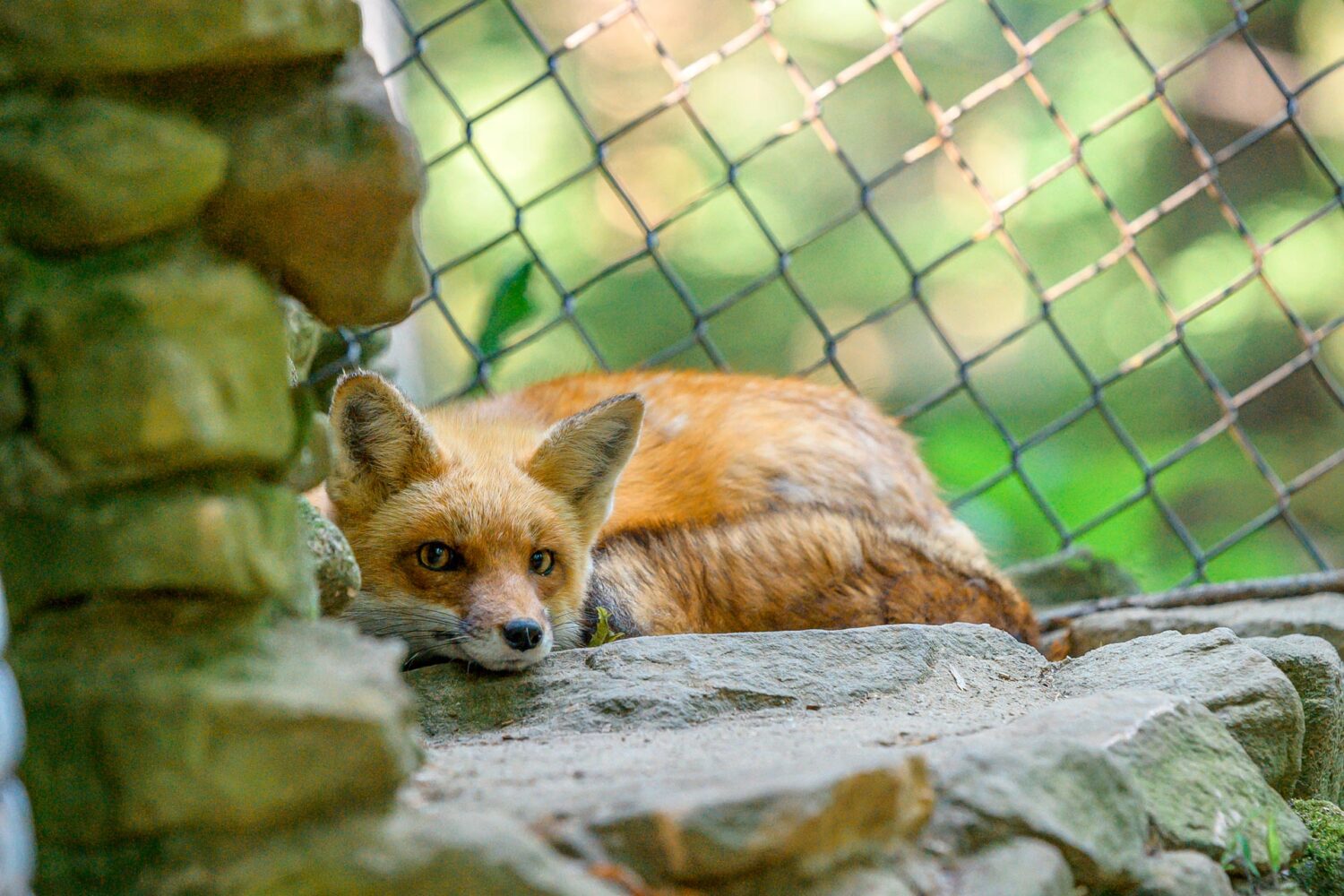 WV State Wildlife Center turns 100! Celebrate Sept. 16. - WVDNR