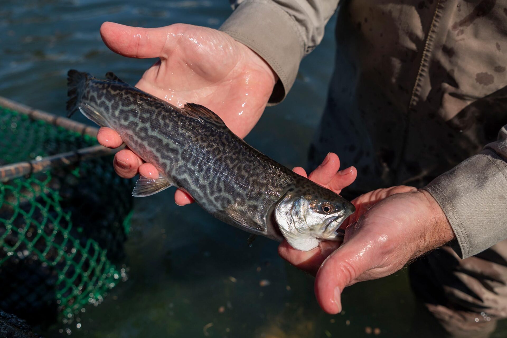 Your guide to fall trout fishing in West Virginia - WVDNR